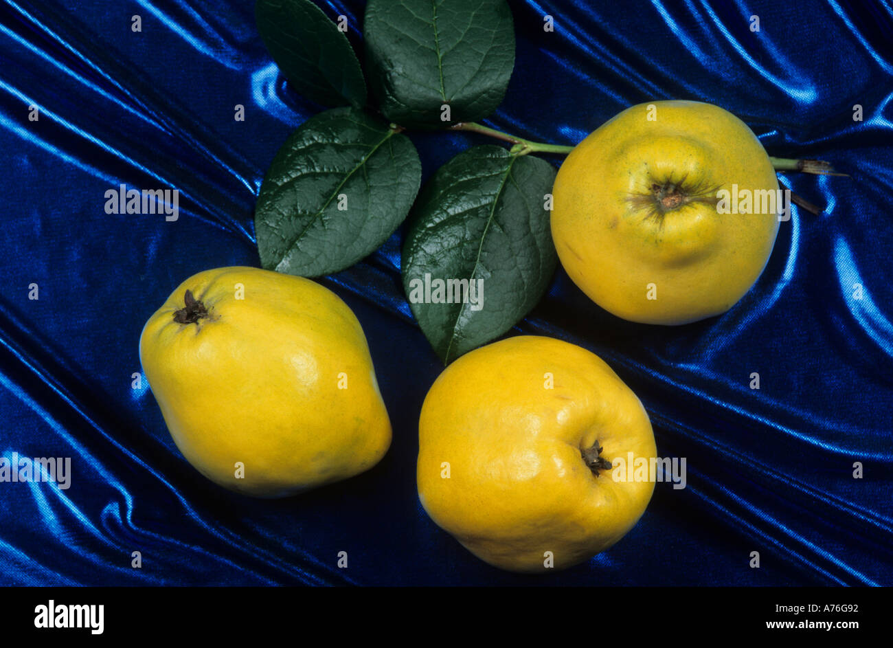 Quitte Quitten Quince Stock Photo - Alamy