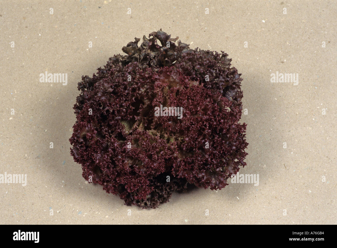 Salat Salad Lollo Rosso Stock Photo - Alamy