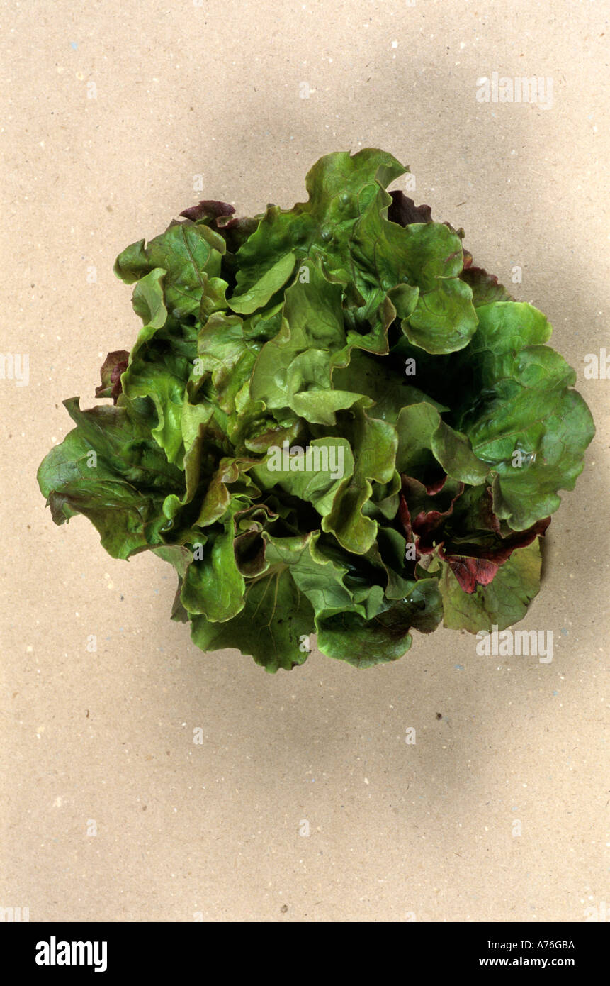 Salat Salad Batavia Stock Photo - Alamy