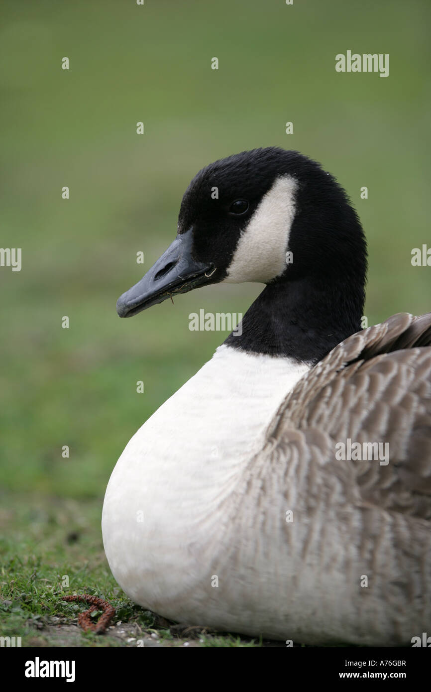 Canada Goose - Branta canadensis Stock Photo - Alamy