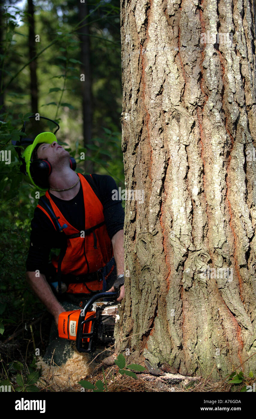New Zealand Forestry Industry Harvesting of Douglas Fir Trees Dunedin ...