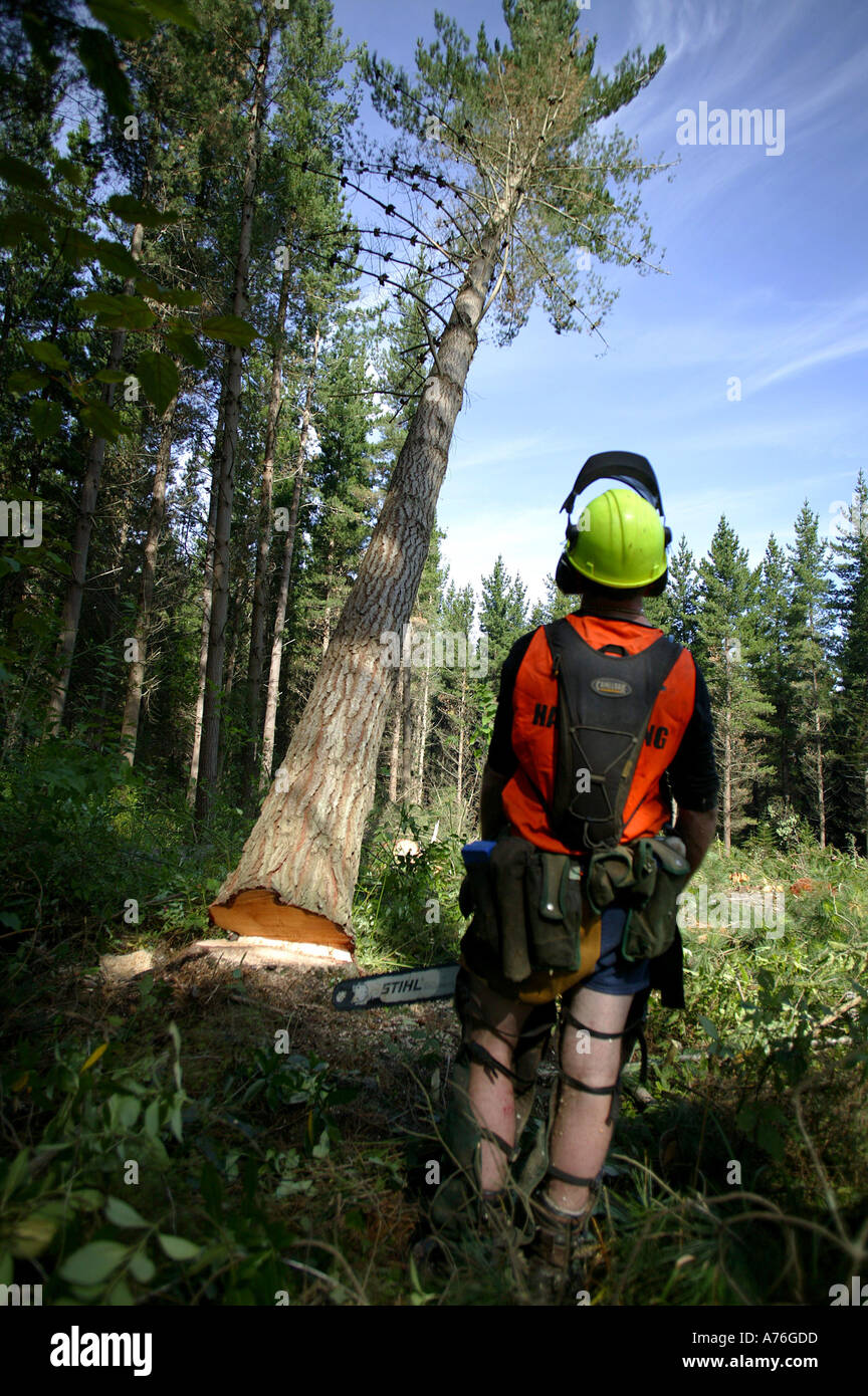 New Zealand Forestry Industry Harvesting of Douglas Fir Trees Dunedin ...