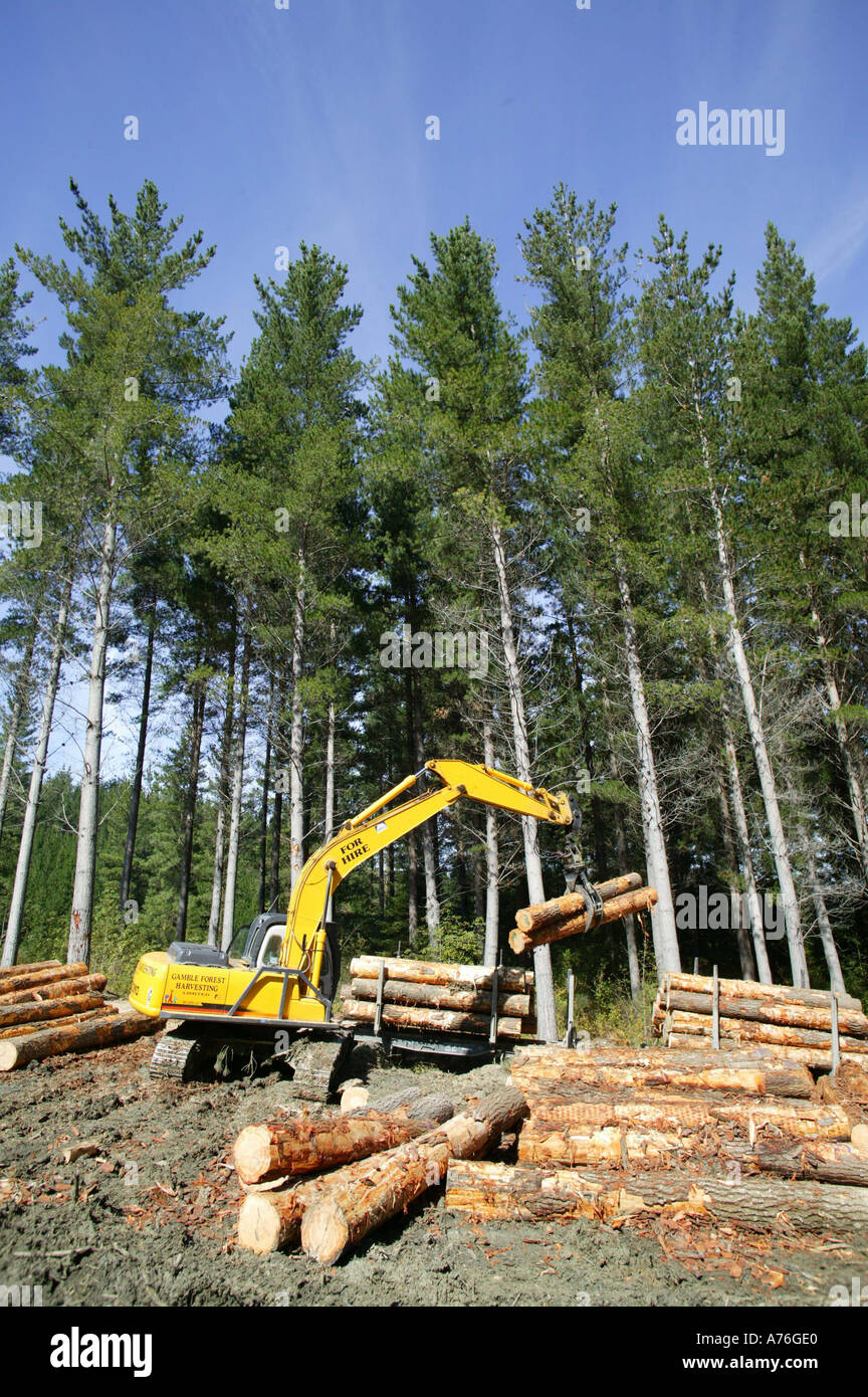 New Zealand Forestry Industry Harvesting of Douglas Fir Trees Dunedin ...