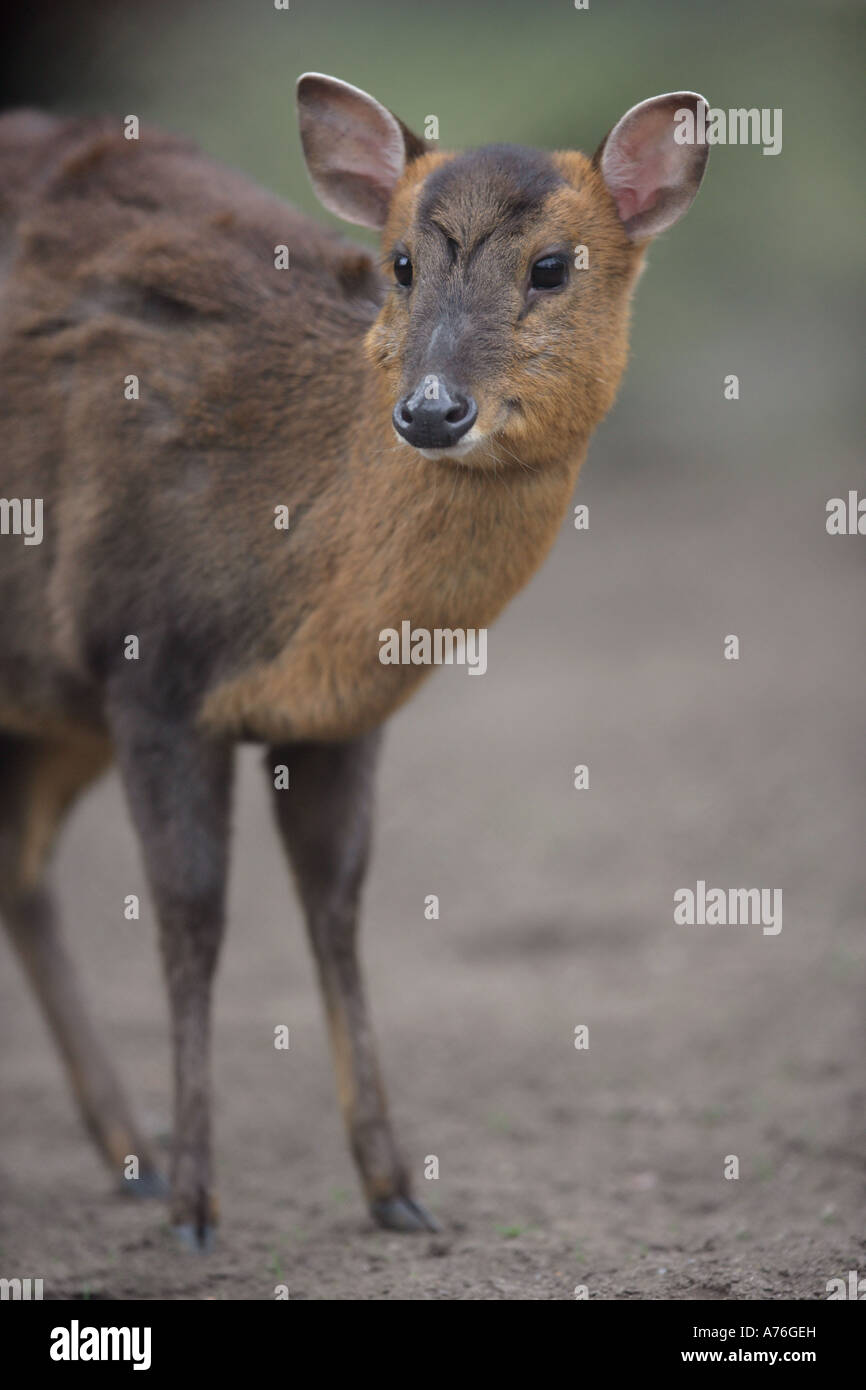 Reeves's (or Chinese) muntjac - Muntiacus reevesi Stock Photo - Alamy