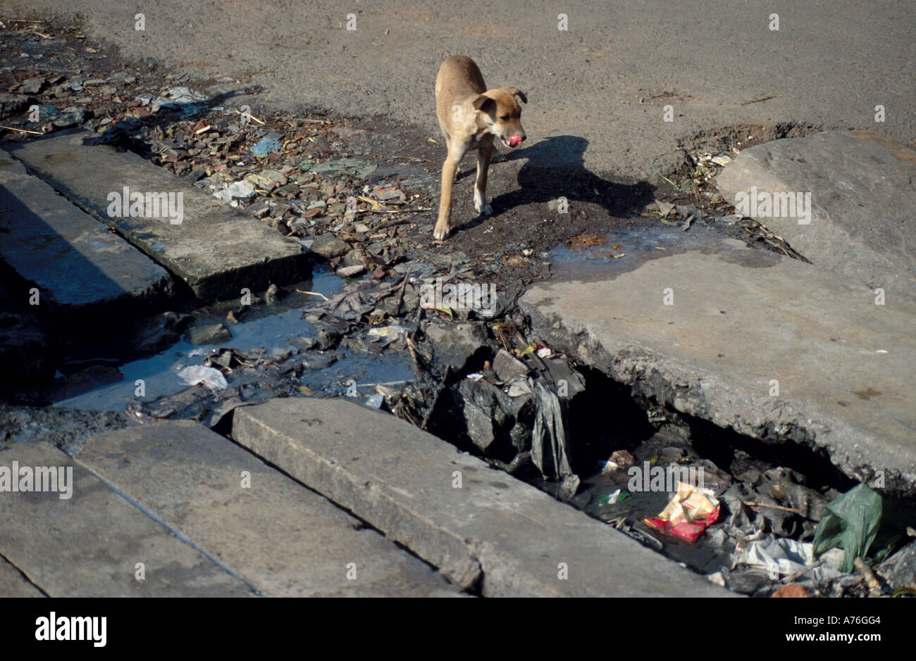 Blue dog pollution india hi-res stock photography and images - Alamy