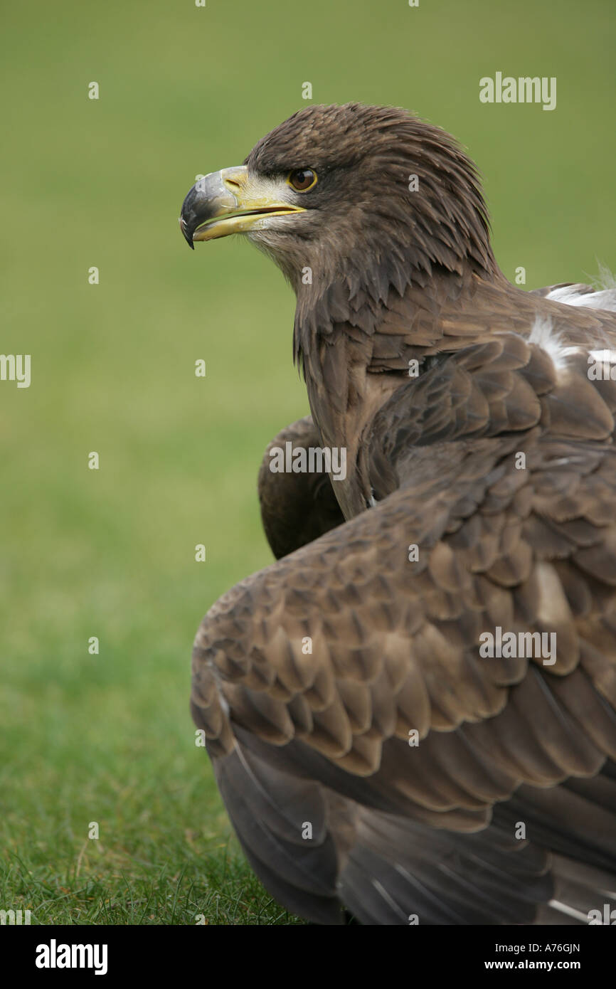Steppe eagle - Aquila nipalensis Stock Photo - Alamy