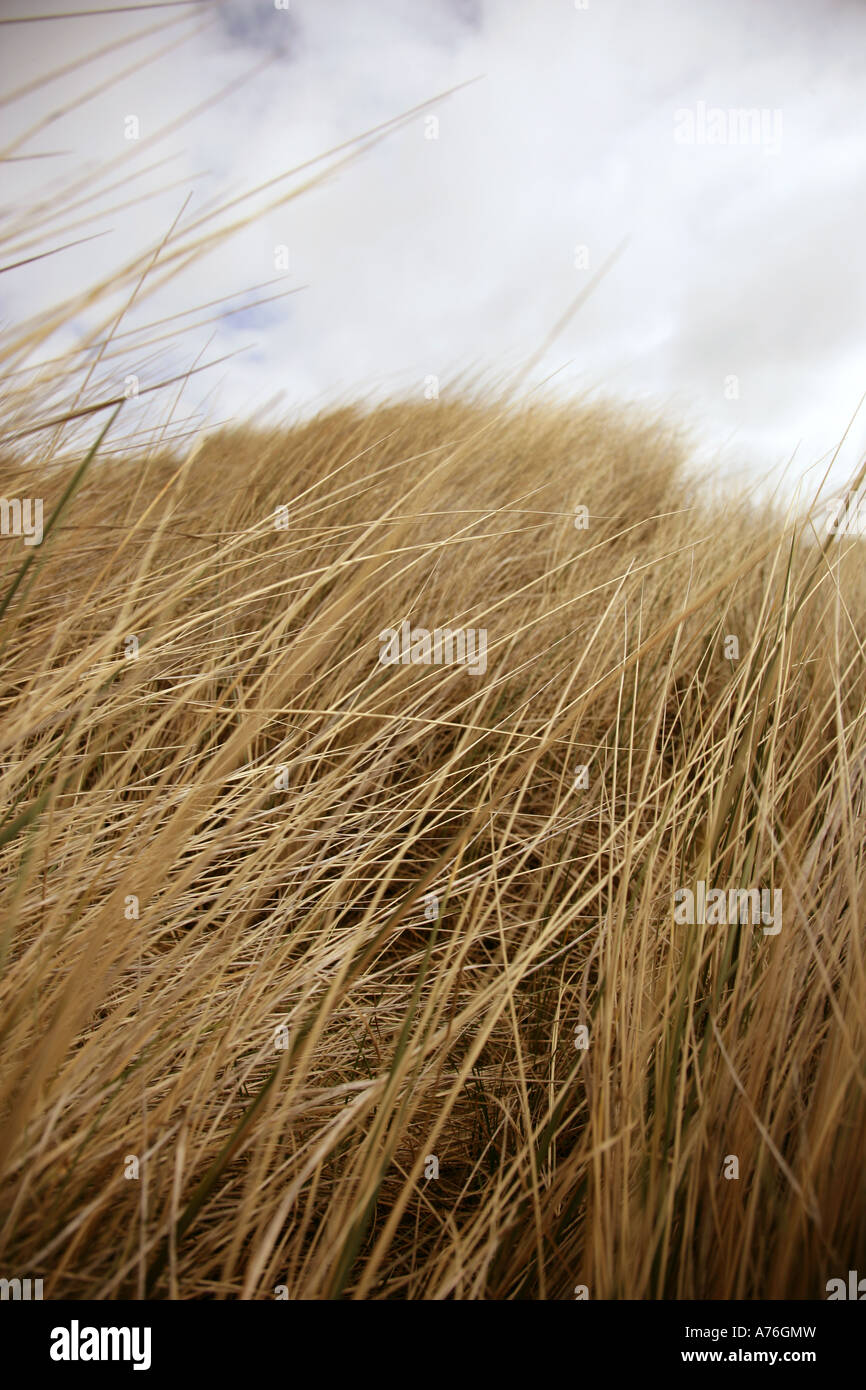 Grassland on isle Amrum / Germany Stock Photo - Alamy