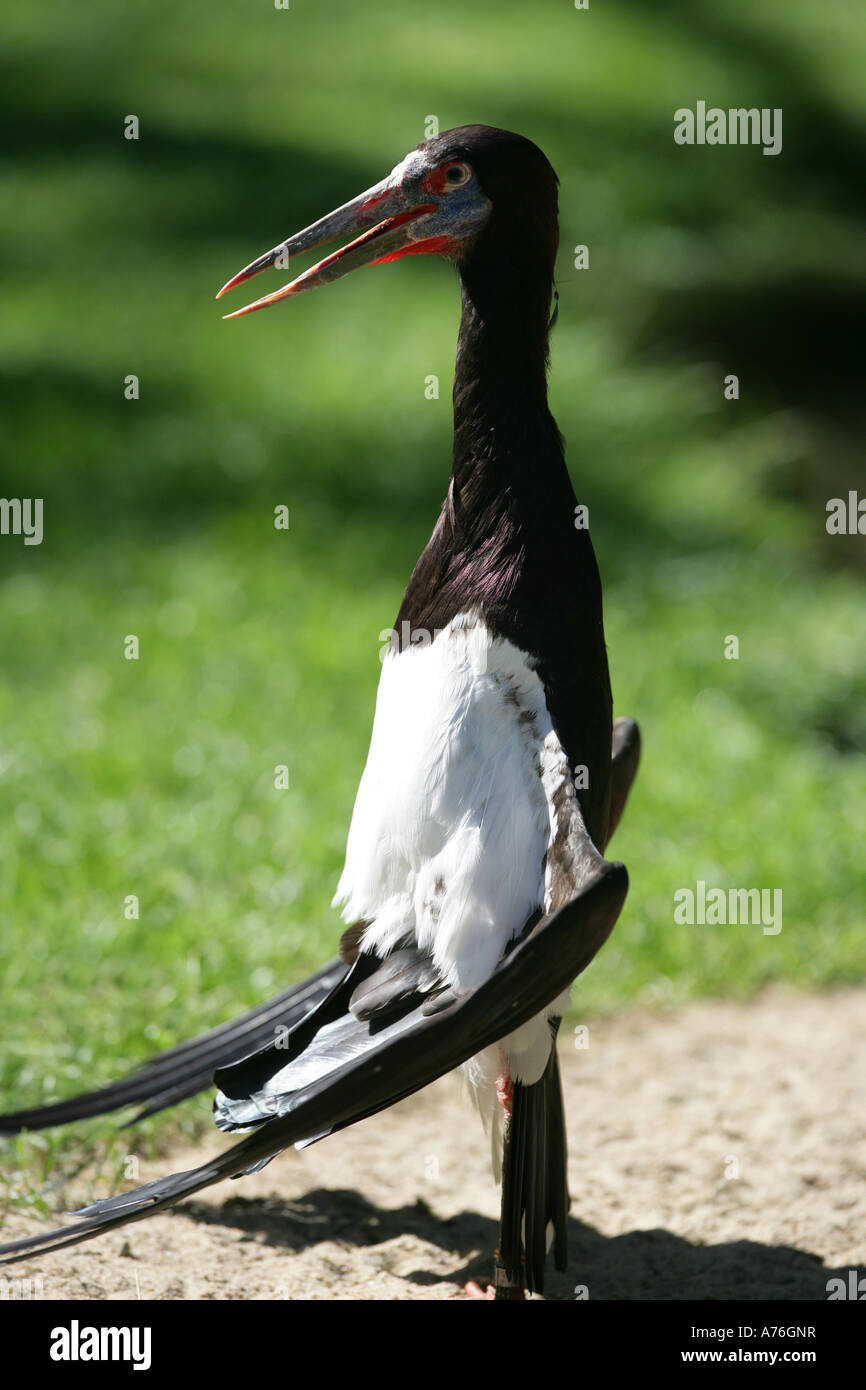 Abdim's Stork - Ciconia abdimii Stock Photo - Alamy