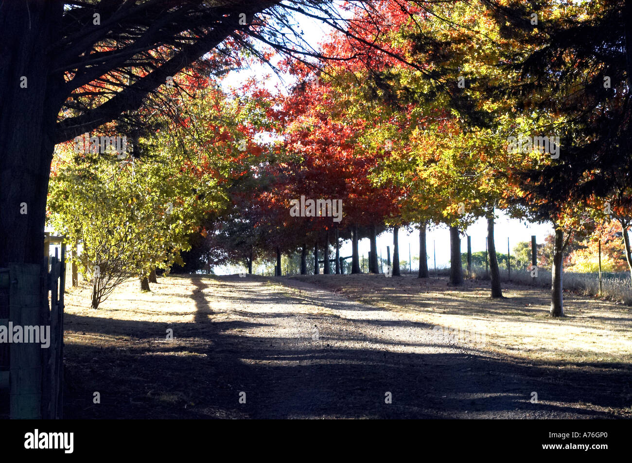 Country Laneway Southern Australia Stock Photo - Alamy