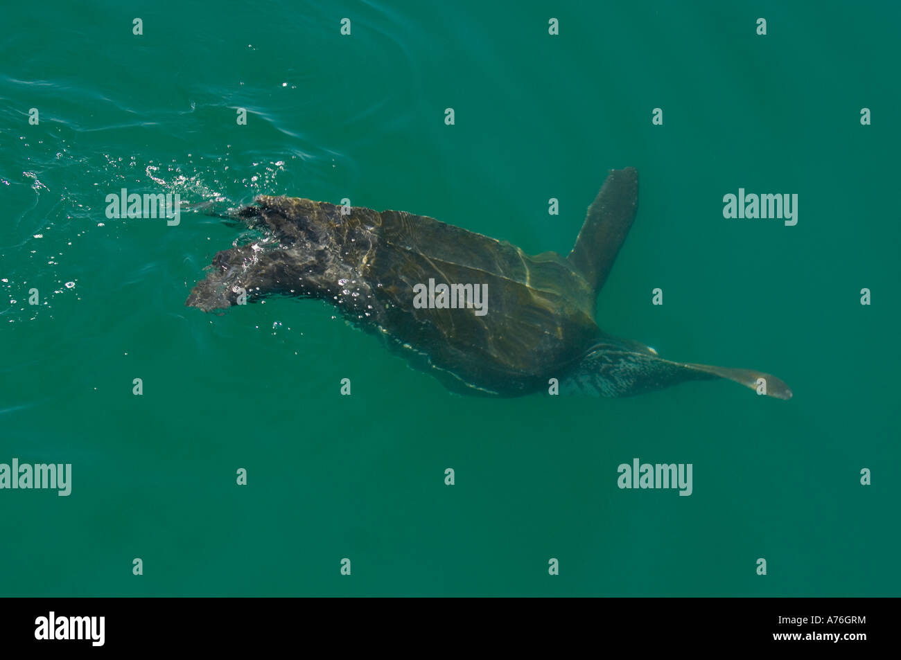 Leatherback Sea Turtle (Dermochelys coriacea) Sea of Cortes, Baja ...