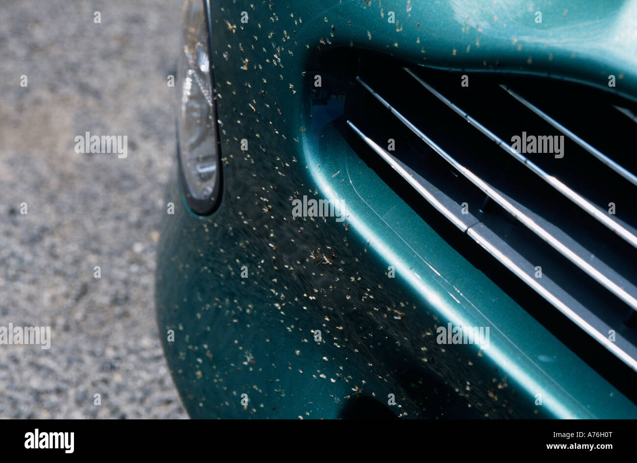Car covered flies hi-res stock photography and images - Alamy