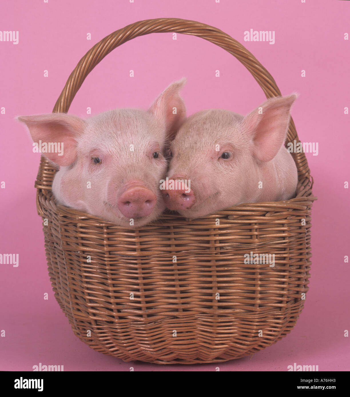 Piglet in basket hi-res stock photography and images - Alamy