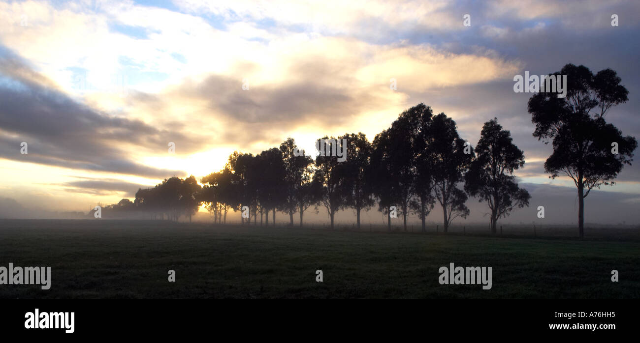 Carrum carrum hi-res stock photography and images - Alamy