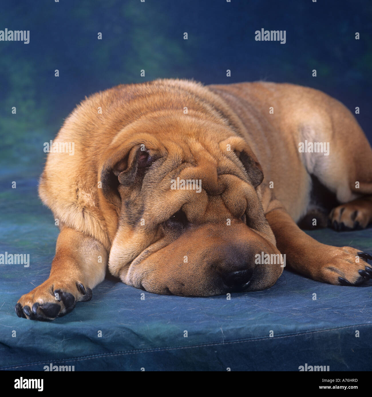 Much loved pet dog hi-res stock photography and images - Alamy