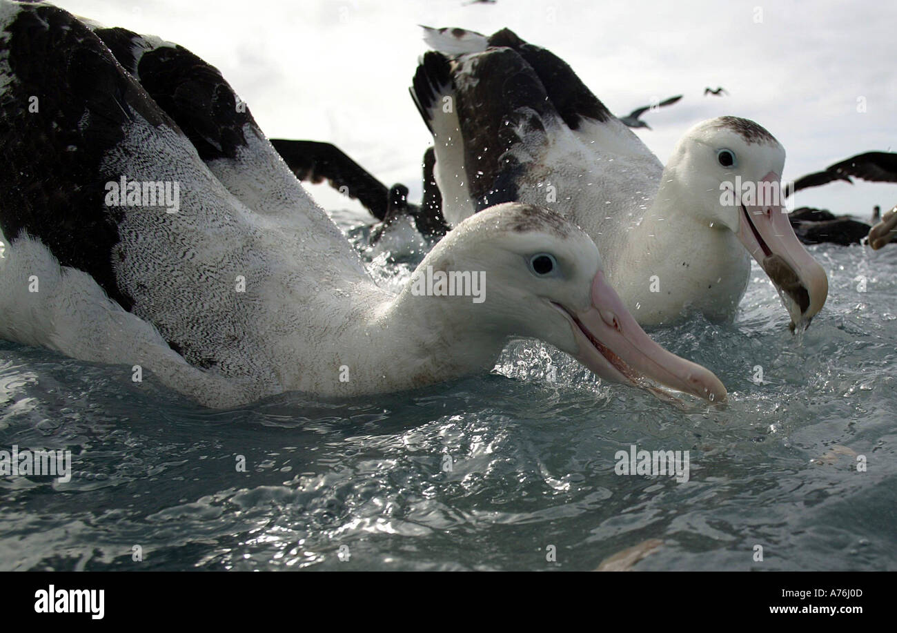 Wandering albatross fishing boat hi-res stock photography and images ...