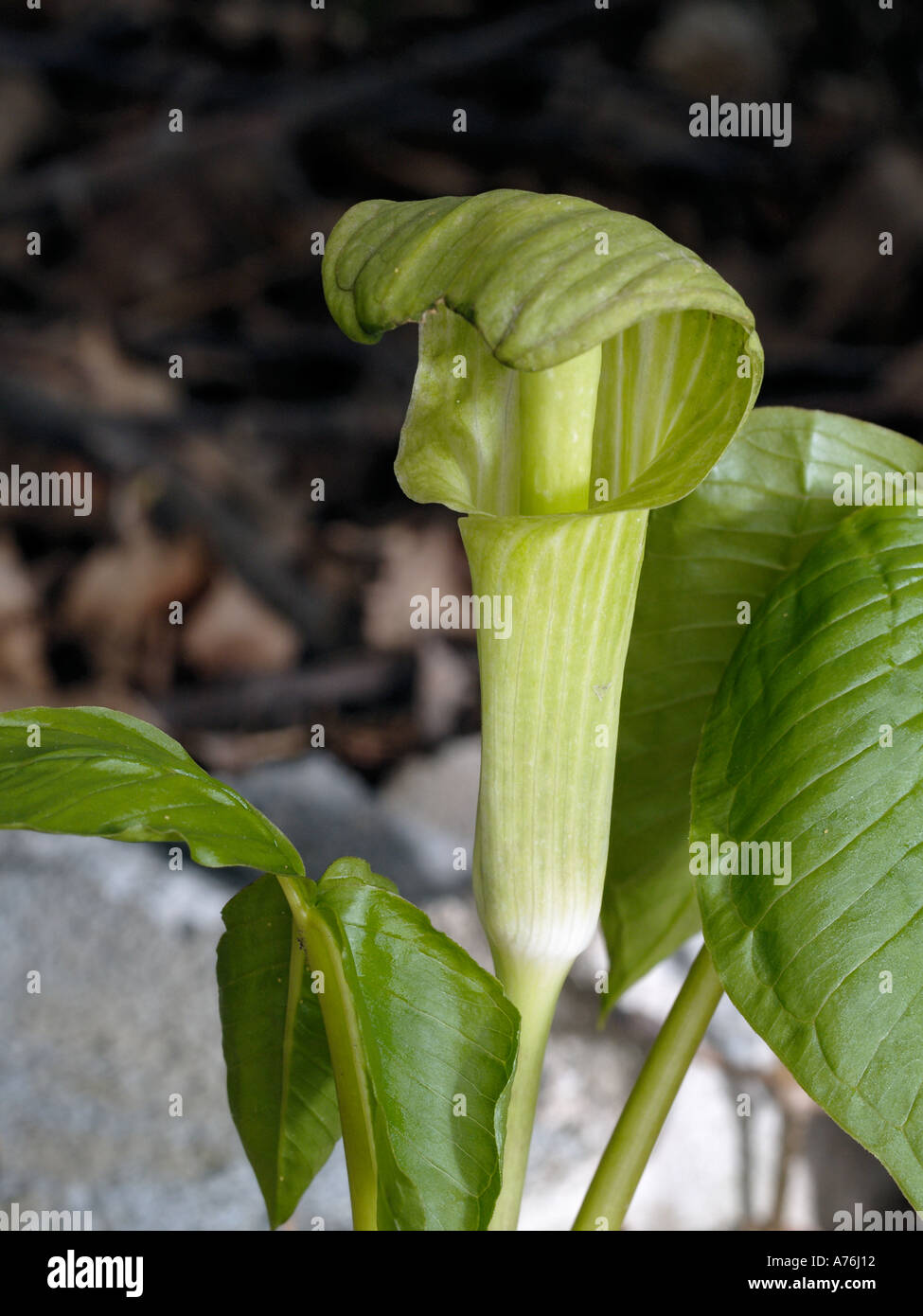 Jack in the pulpit or Indian Turnip Arisaema triphyllum Stock Photo - Alamy