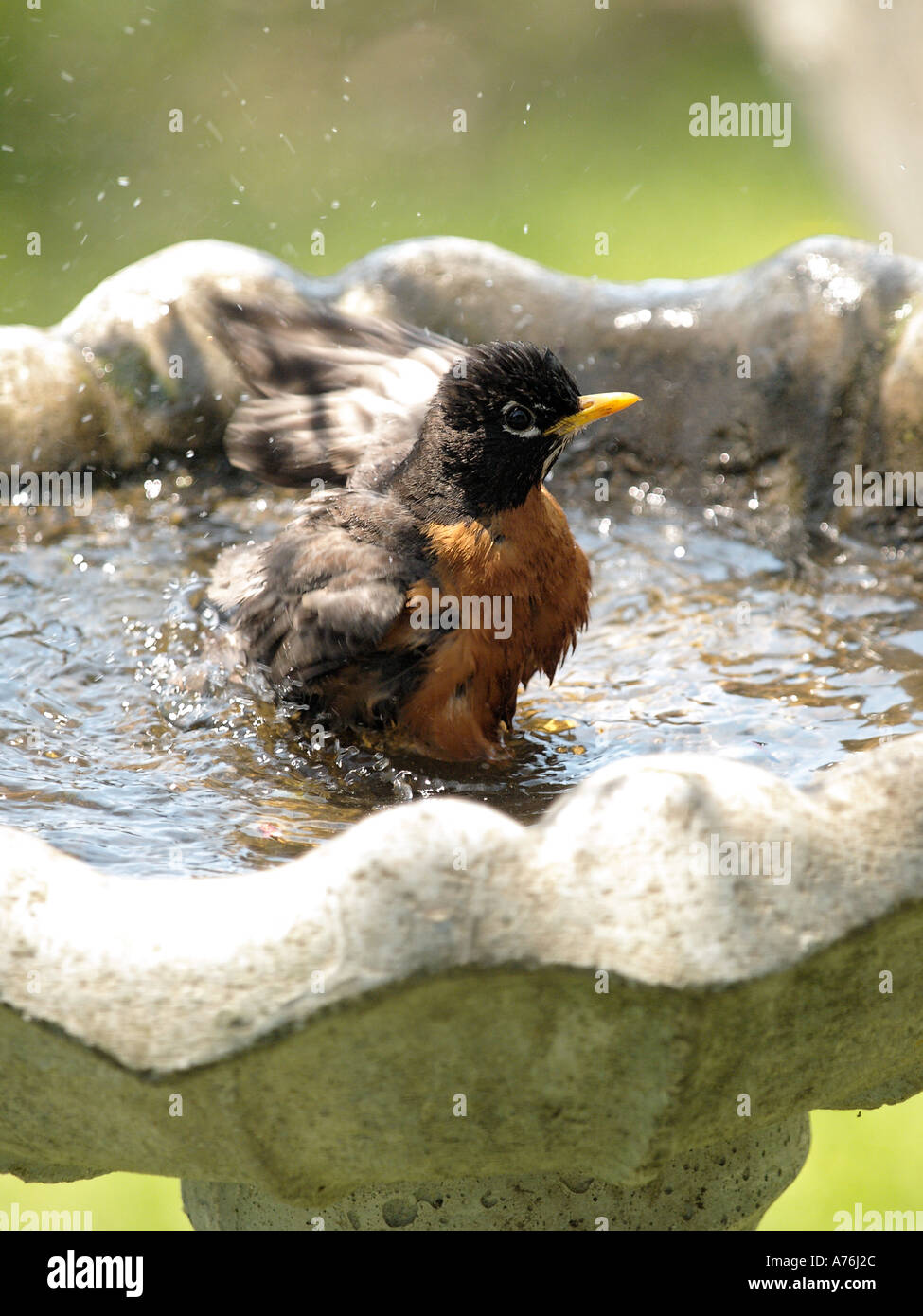 Robin in a bath hi-res stock photography and images - Alamy