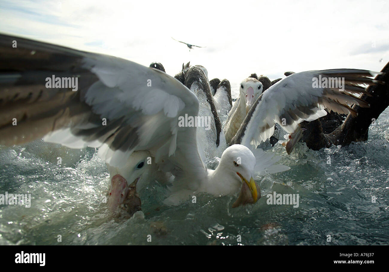 Wandering albatross fishing boat hi-res stock photography and images ...
