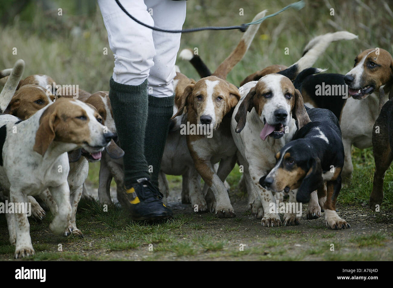 Hare Hunting with Basset Hounds Stock Photo - Alamy