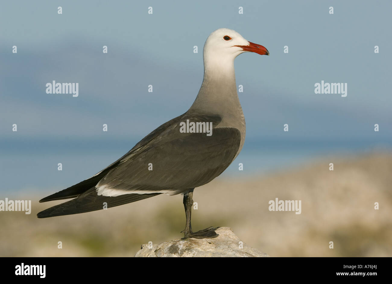 Heerman's Gull (Larus heermanni) Isla Rasa breeding colony, SEA OF ...