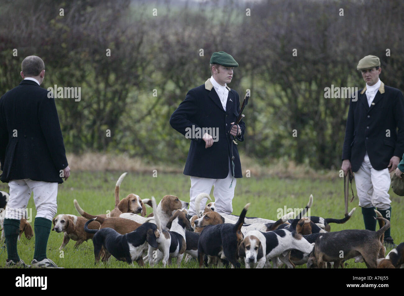 Hare Hunting with Basset Hounds Stock Photo - Alamy