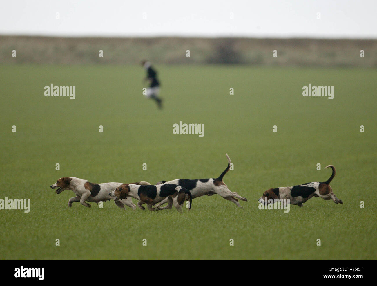 Hare Hunting with Basset Hounds Stock Photo - Alamy