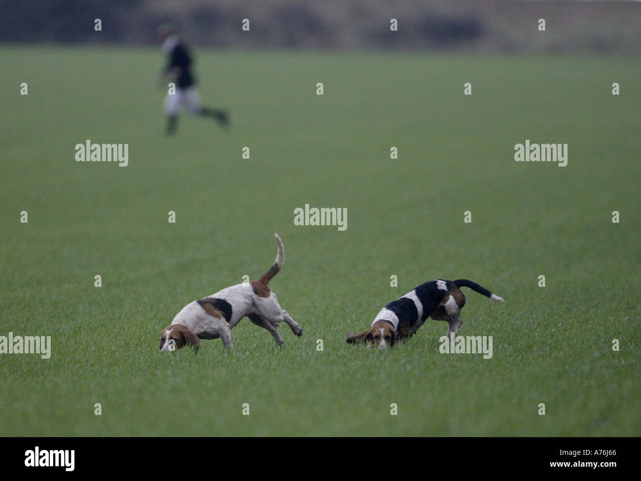 Hare Hunting with Basset Hounds Stock Photo - Alamy