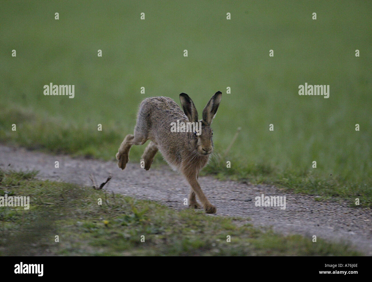 Hare Hunting with Basset Hounds Stock Photo - Alamy