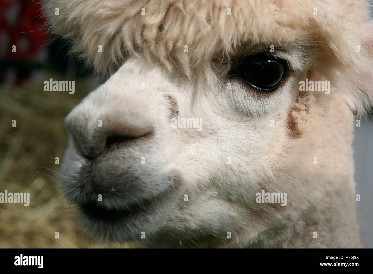 Lama being shown at the rhs autumn flower show malvern worcestershire ...