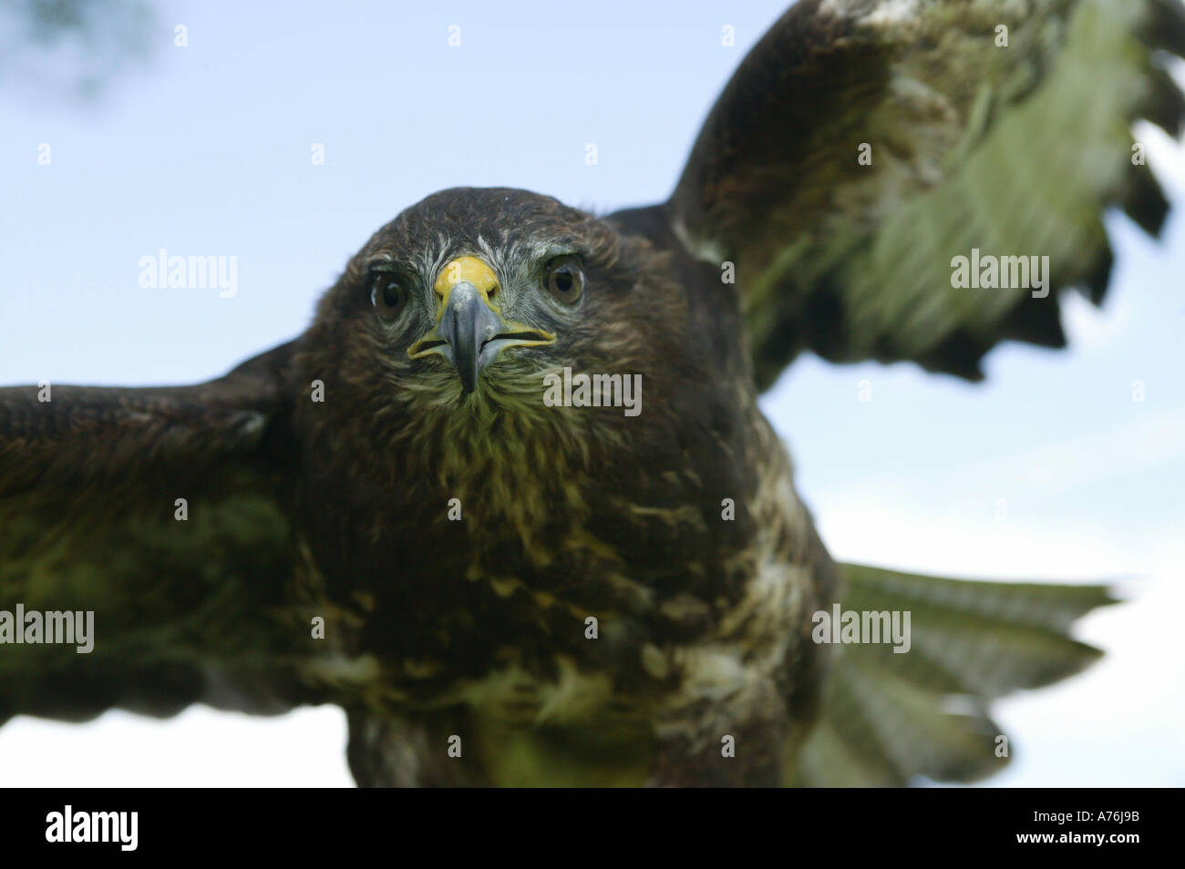 Common Buzzard Stock Photo - Alamy