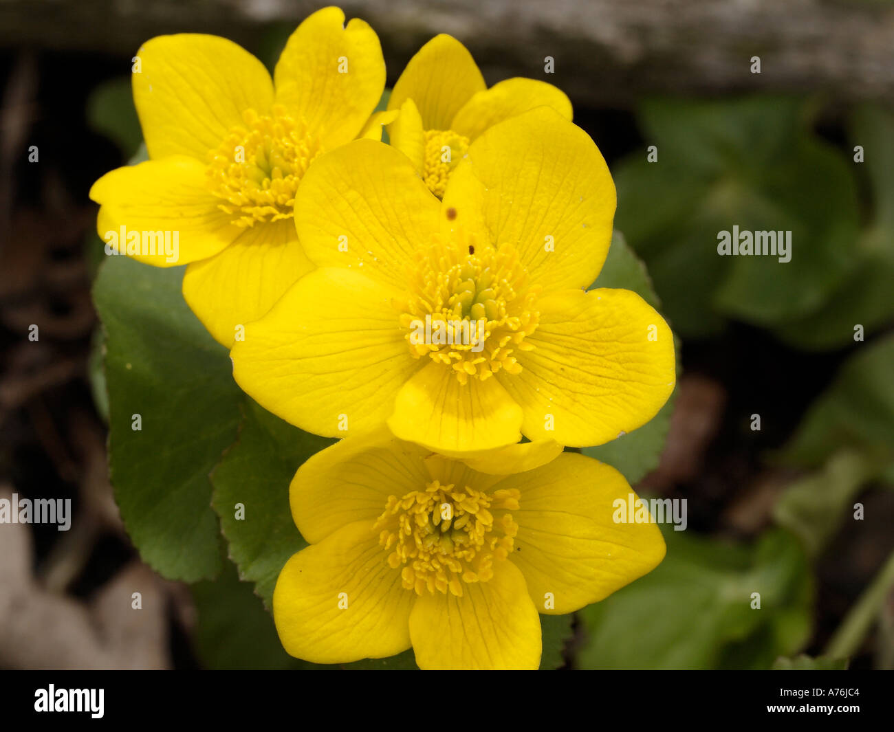 Marsh marigold caltha palustris hi-res stock photography and images - Alamy