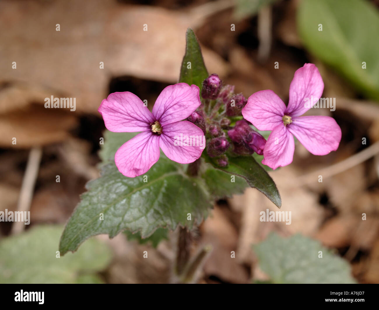 Dame s Violet or Dame s Rocket Hesperis matronalis Stock Photo - Alamy