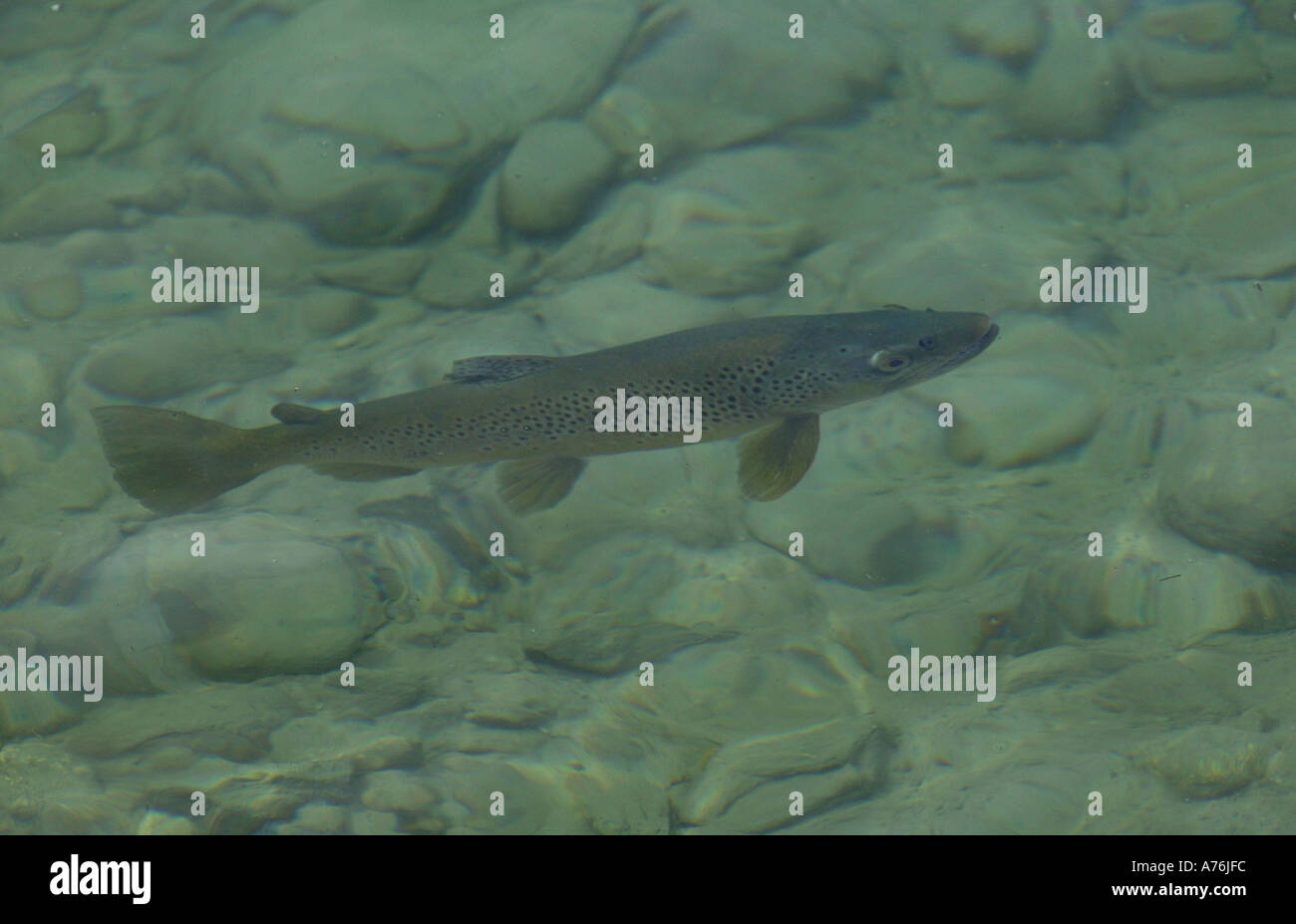 Brown Trout rising for a fly Fly Fishing on the Clutha River Wanaka New ...