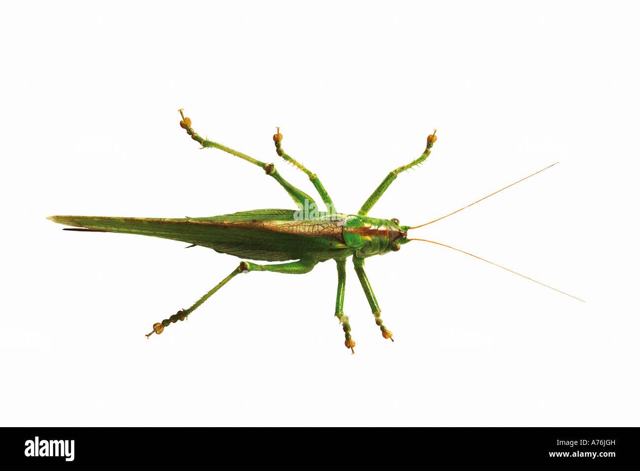 Grasshopper grasshoppers Cut Out Stock Images & Pictures - Alamy