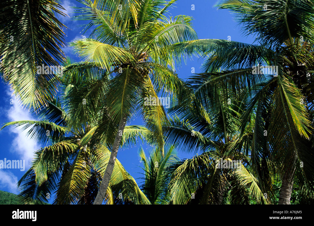 Palm trees at Great Harbour Jost Van Dyke Island British Virgin Islands ...