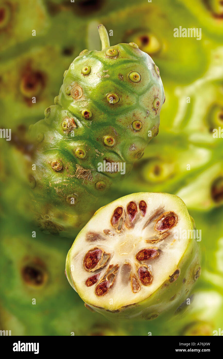 Noni fruits (Morinda Citrifolia Stock Photo - Alamy