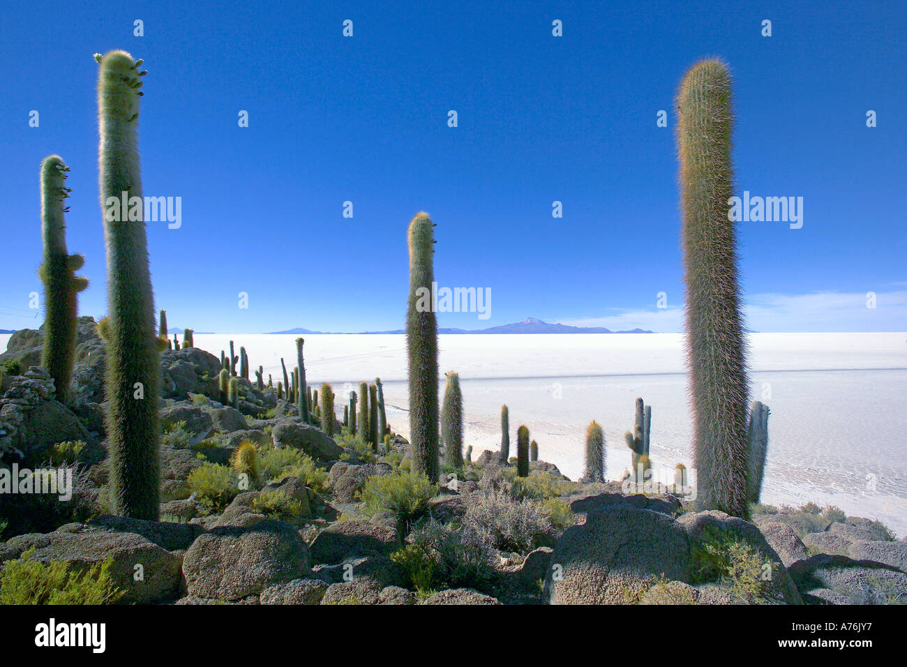 View of the Salt Flats from Fish Island with its famous cactus ...