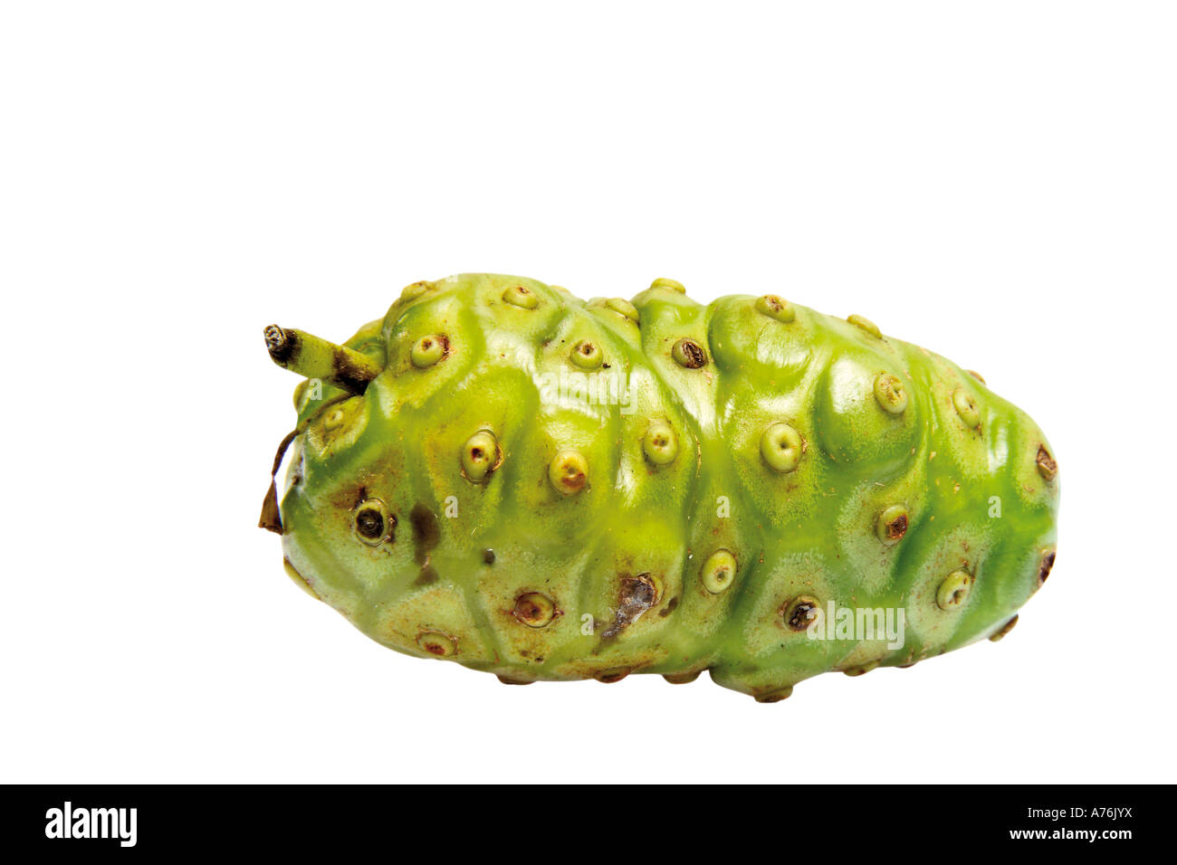 Single noni fruit (Morinda Citrifolia Stock Photo - Alamy