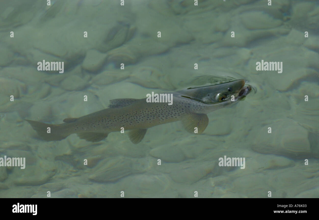Brown Trout rising for a fly Fly Fishing on the Clutha River Wanaka New ...
