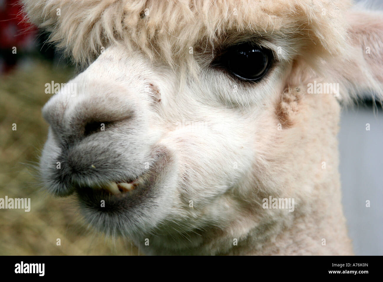Lama being shown at the rhs autumn flower show malvern worcestershire ...