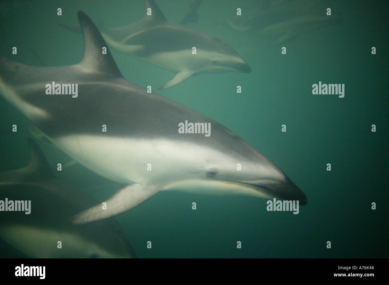 Dusky dolphin fish hi-res stock photography and images - Alamy