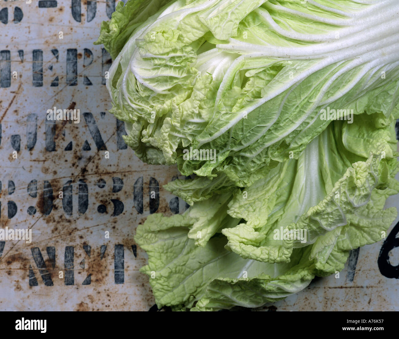Chinese Cabbage Brassica pekinensis Chinakohl Stock Photo - Alamy