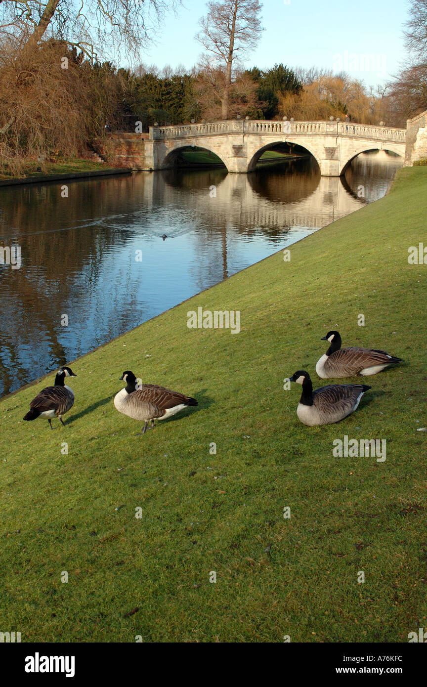 Cambridge canada geese hi-res stock photography and images - Alamy