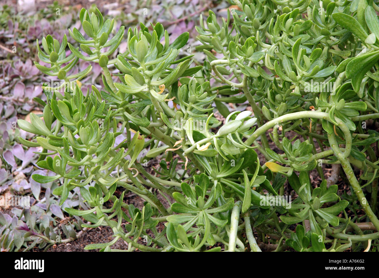 Green Cockscomb Sedum Praealtum Stock Photo - Alamy