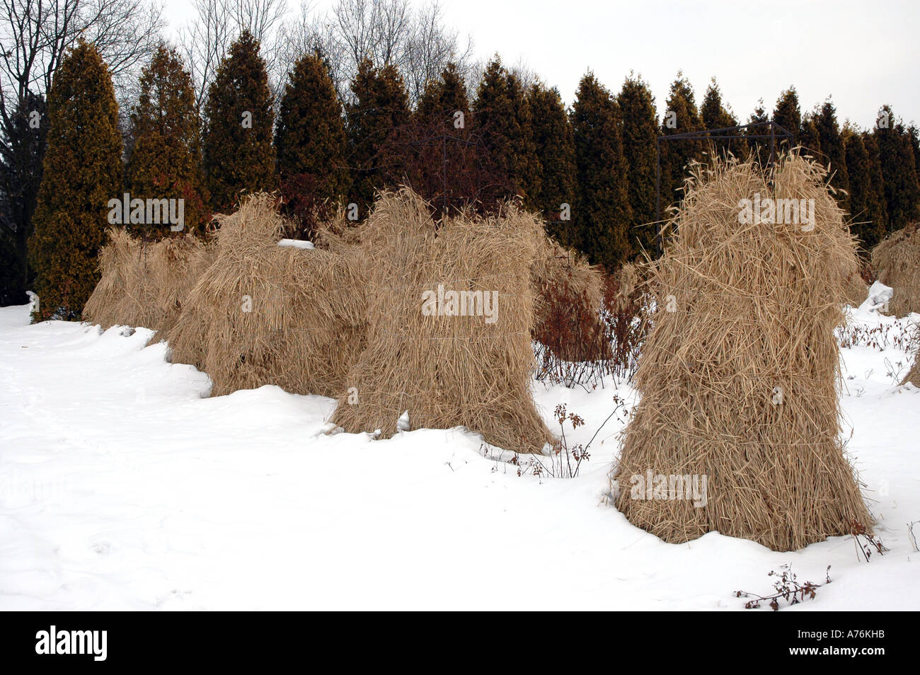 Straw covering garden hi-res stock photography and images - Alamy