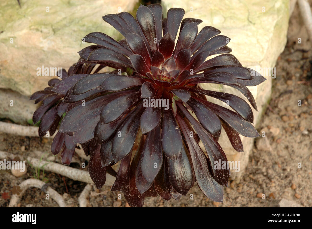 Aeonium Arboreum Atropurpureum Purple Rose Tree Stock Photo - Alamy