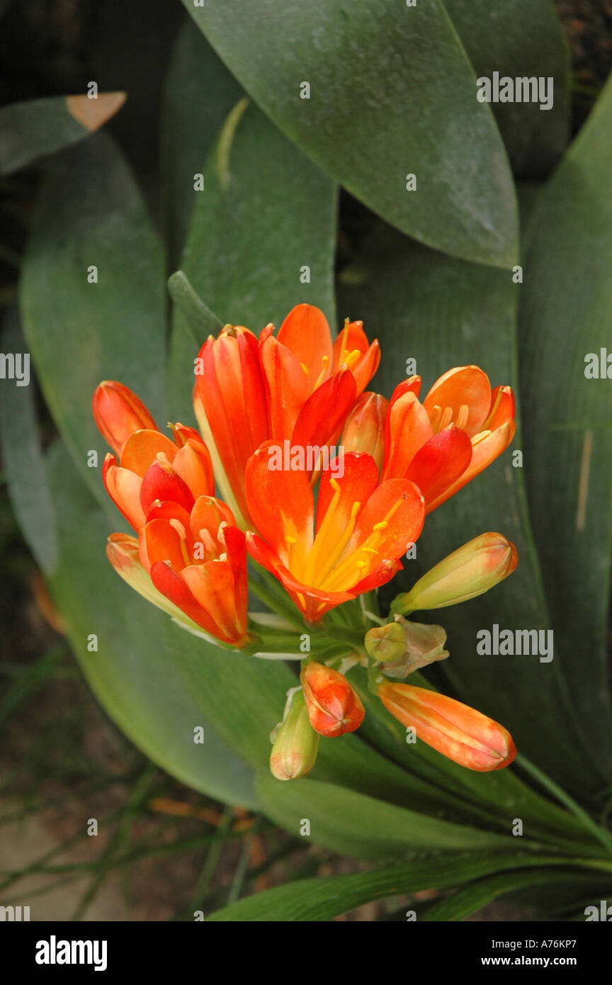 Red kaffir lilly hi-res stock photography and images - Alamy