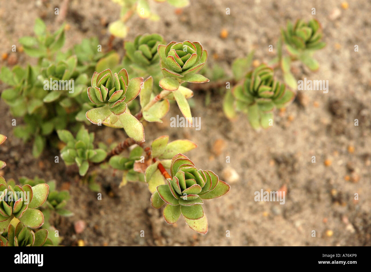 Crassula dejecta hi-res stock photography and images - Alamy