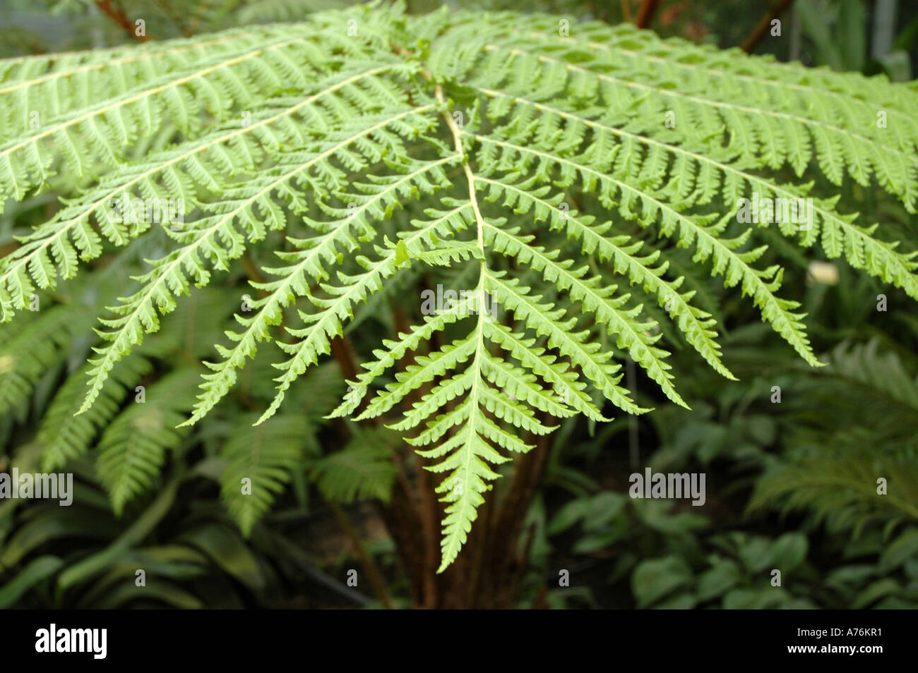 Cyathea brownii Norfolk Island Tree Fern also called Smooth Tree Fern ...