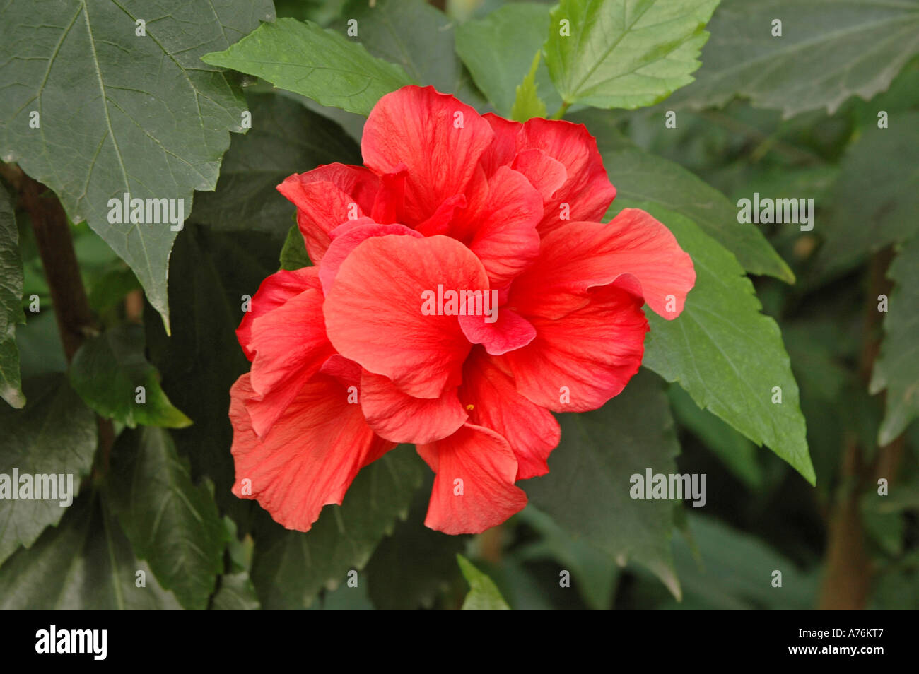 Hibiscus rosa-sinensis flower also called Rose of China Stock Photo - Alamy